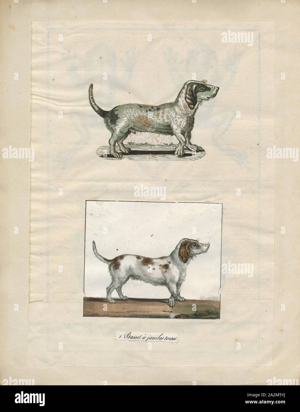Canis lupus familiaris, Print, The domestic dog (Canis lupus familiaris ...