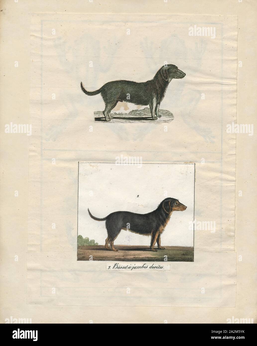 Canis lupus familiaris, Print, The domestic dog (Canis lupus familiaris ...