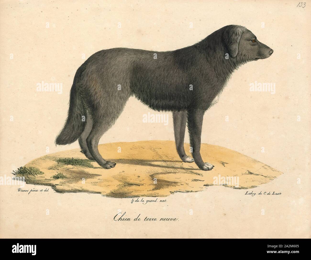 Canis lupus familiaris, Print, The domestic dog (Canis lupus familiaris ...