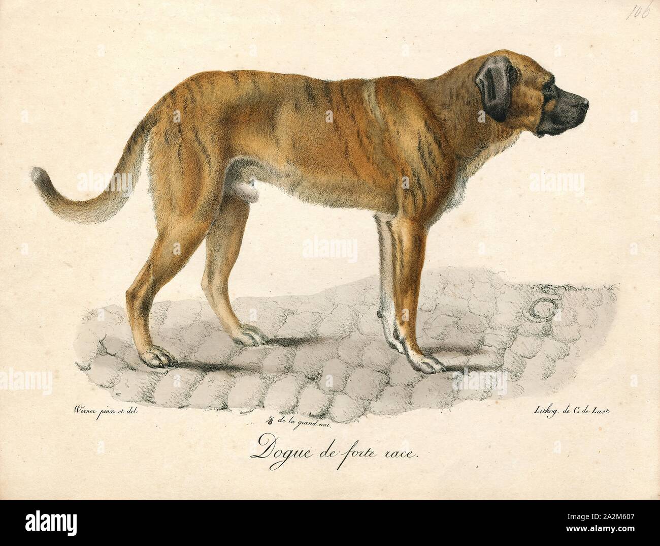 Canis lupus familiaris, Print, The domestic dog (Canis lupus familiaris ...