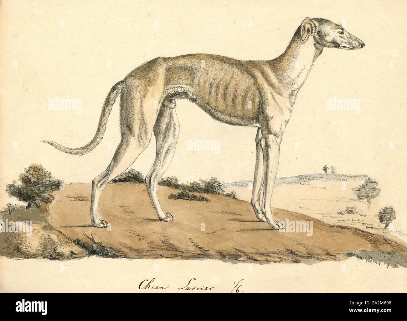 Canis lupus familiaris, Print, The domestic dog (Canis lupus familiaris ...