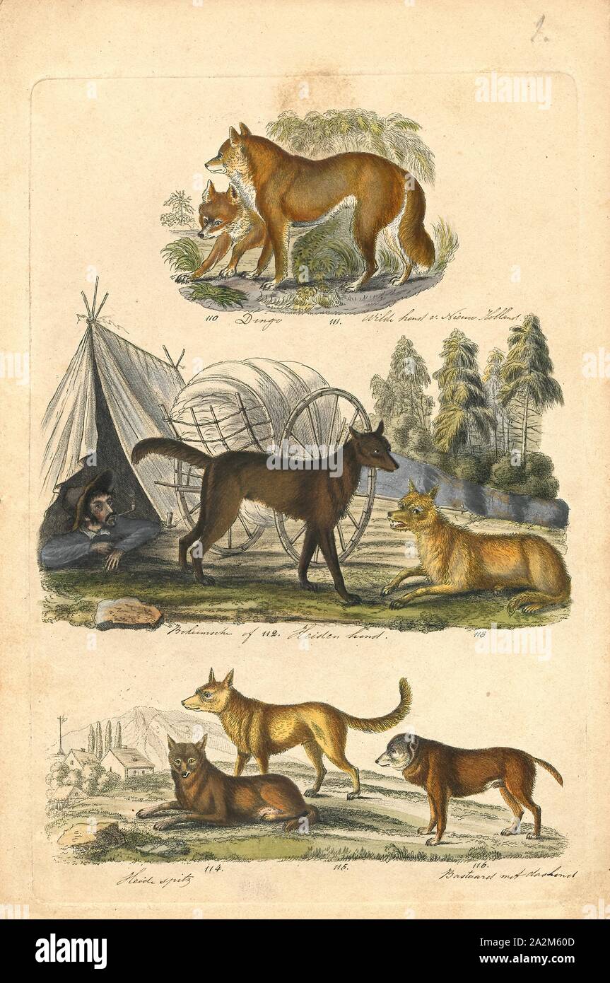 Animals In The Canis Genus