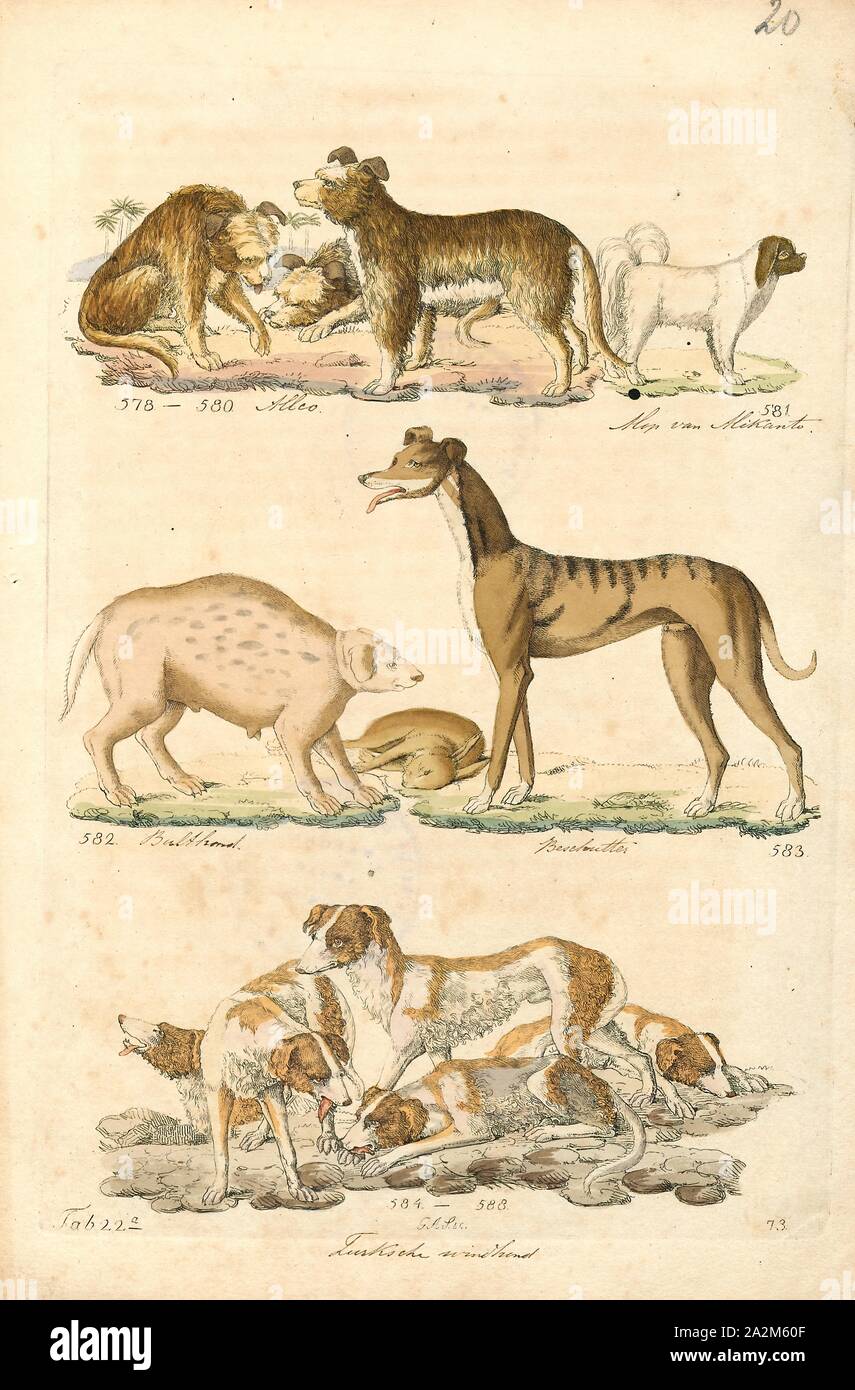 Canis lupus familiaris, Print, The domestic dog (Canis lupus familiaris ...