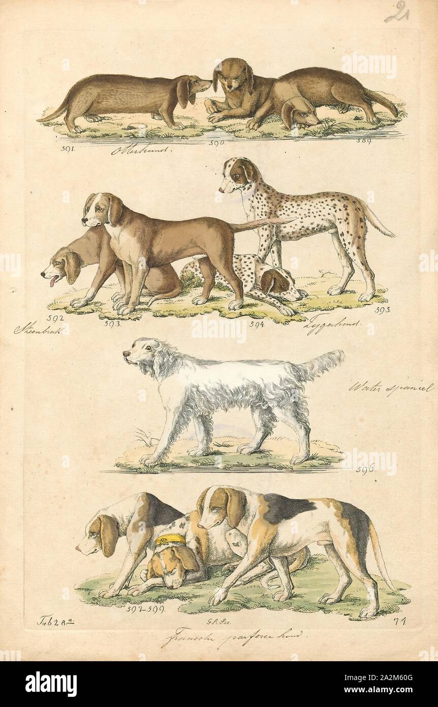 Canis lupus familiaris, Print, The domestic dog (Canis lupus familiaris ...