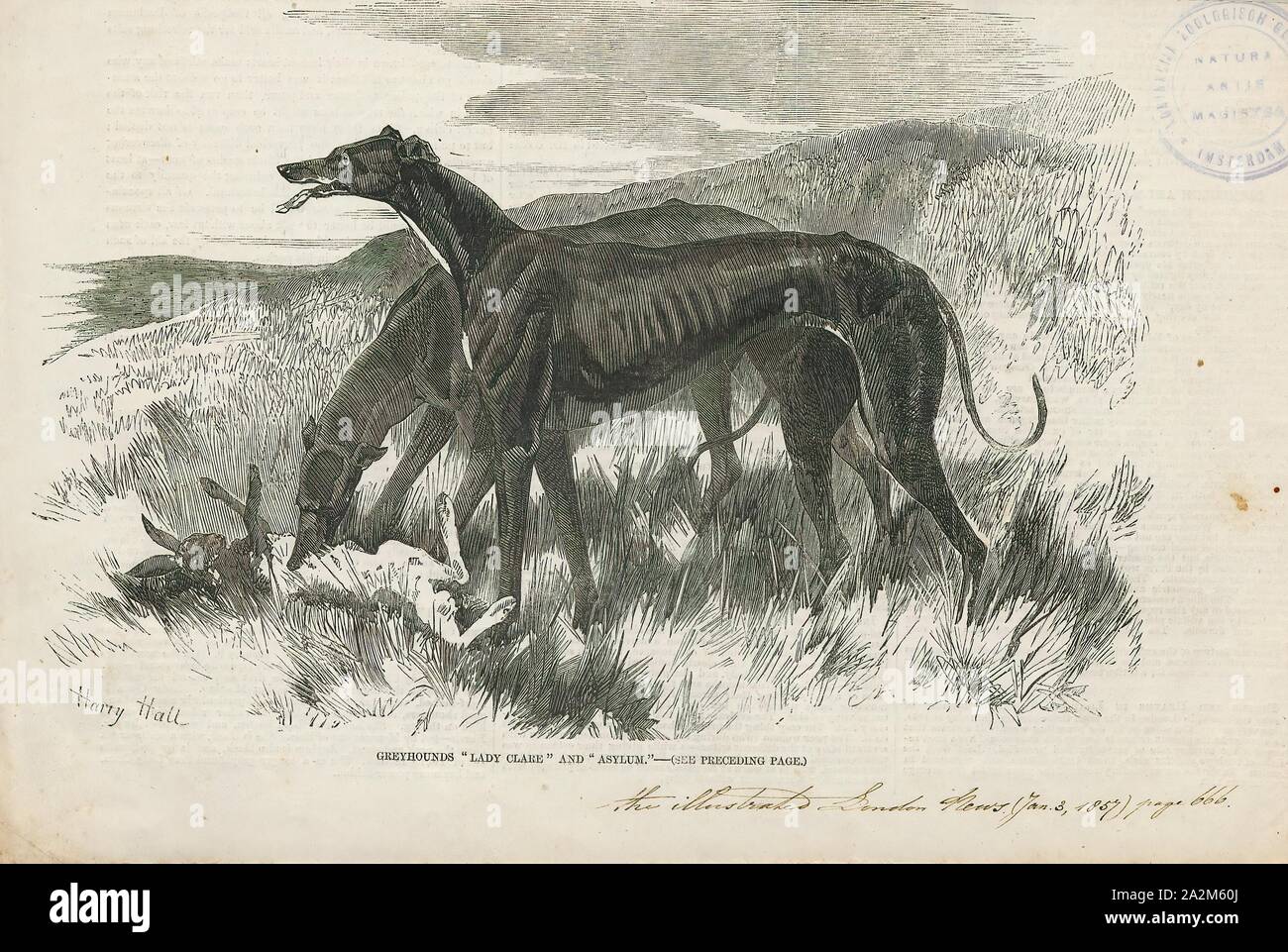 Canis lupus familiaris, Print, The domestic dog (Canis lupus familiaris ...