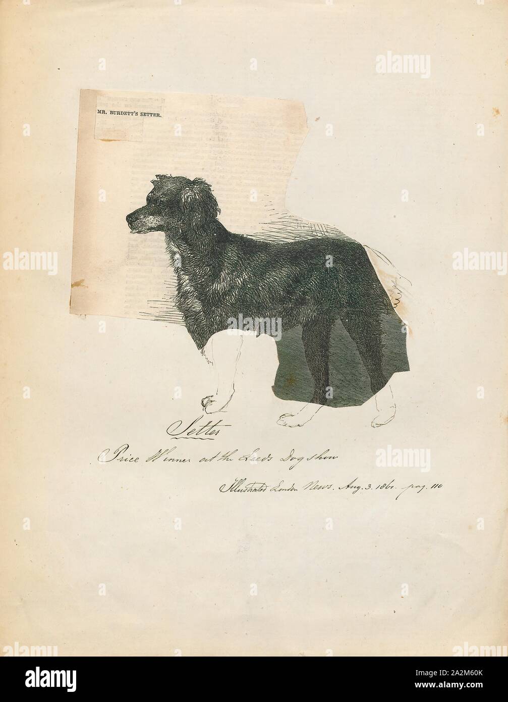 Canis lupus familiaris, Print, The domestic dog (Canis lupus familiaris ...