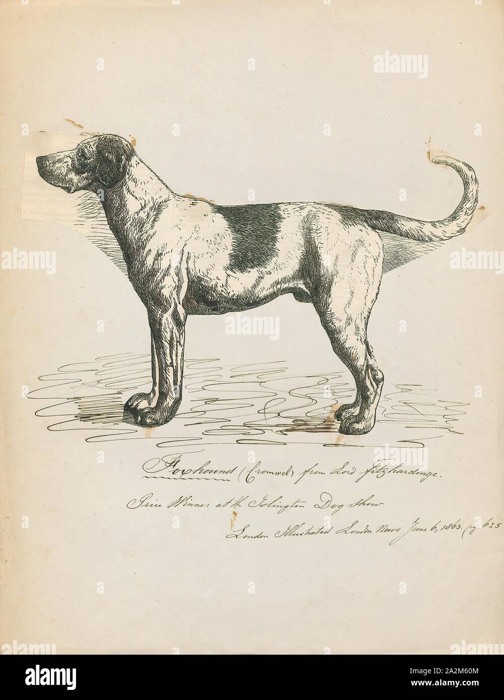 Canis lupus familiaris, Print, The domestic dog (Canis lupus familiaris ...