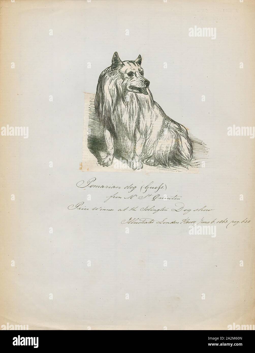 Canis lupus familiaris, Print, The domestic dog (Canis lupus familiaris ...