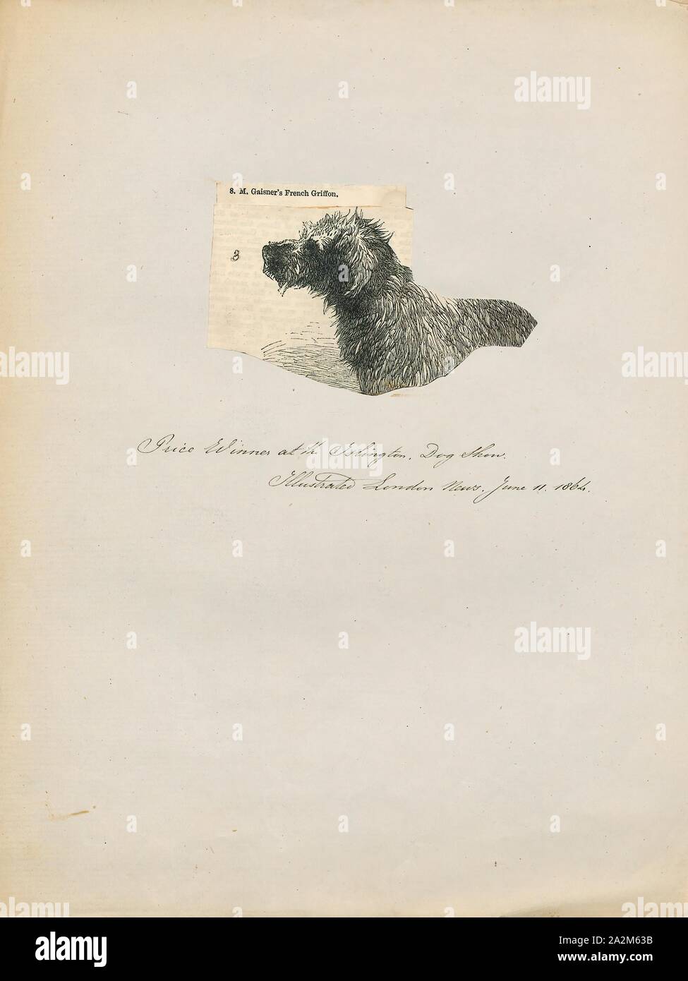 Canis lupus familiaris, Print, The domestic dog (Canis lupus familiaris ...