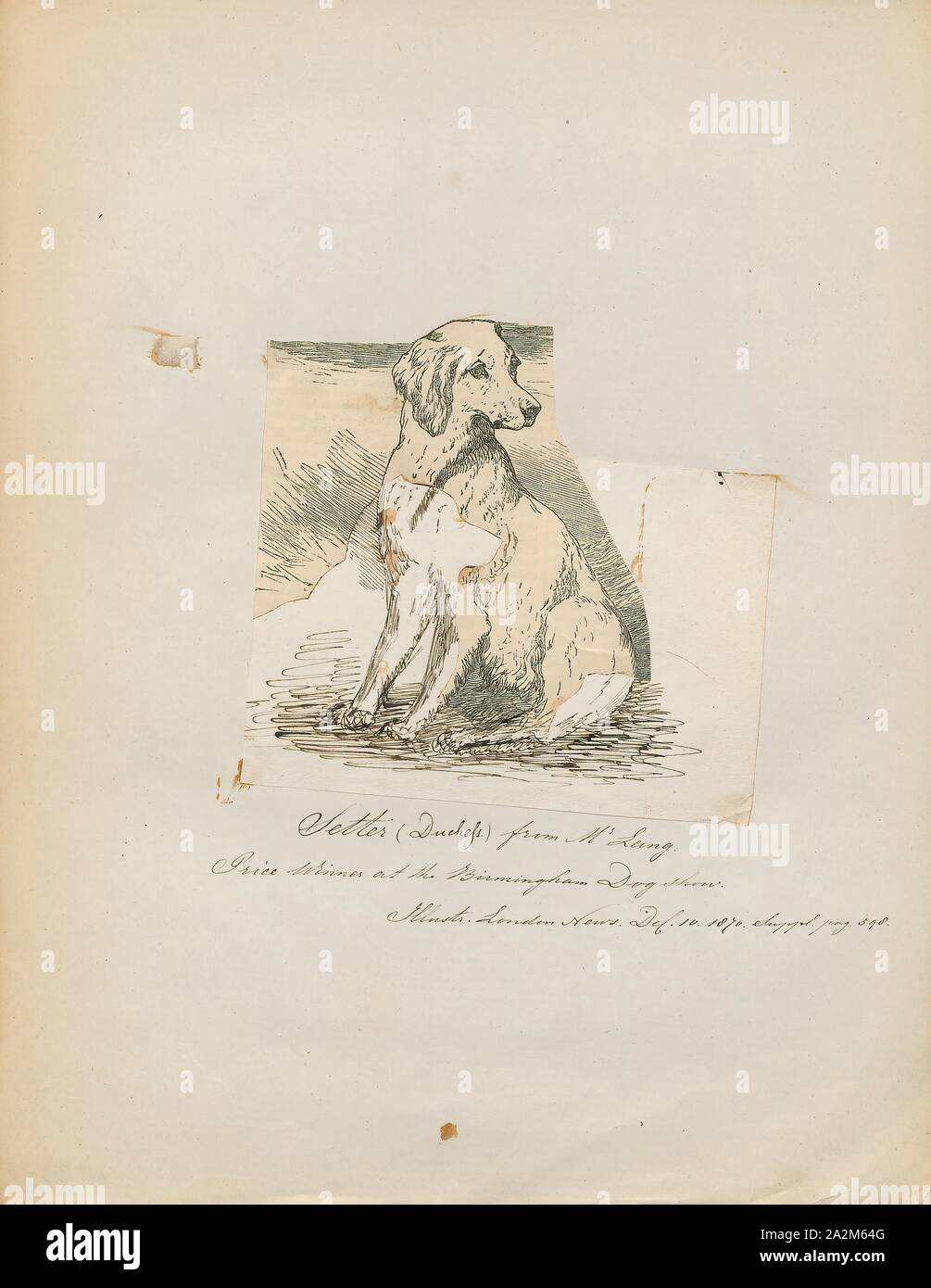 Canis lupus familiaris, Print, The domestic dog (Canis lupus familiaris ...