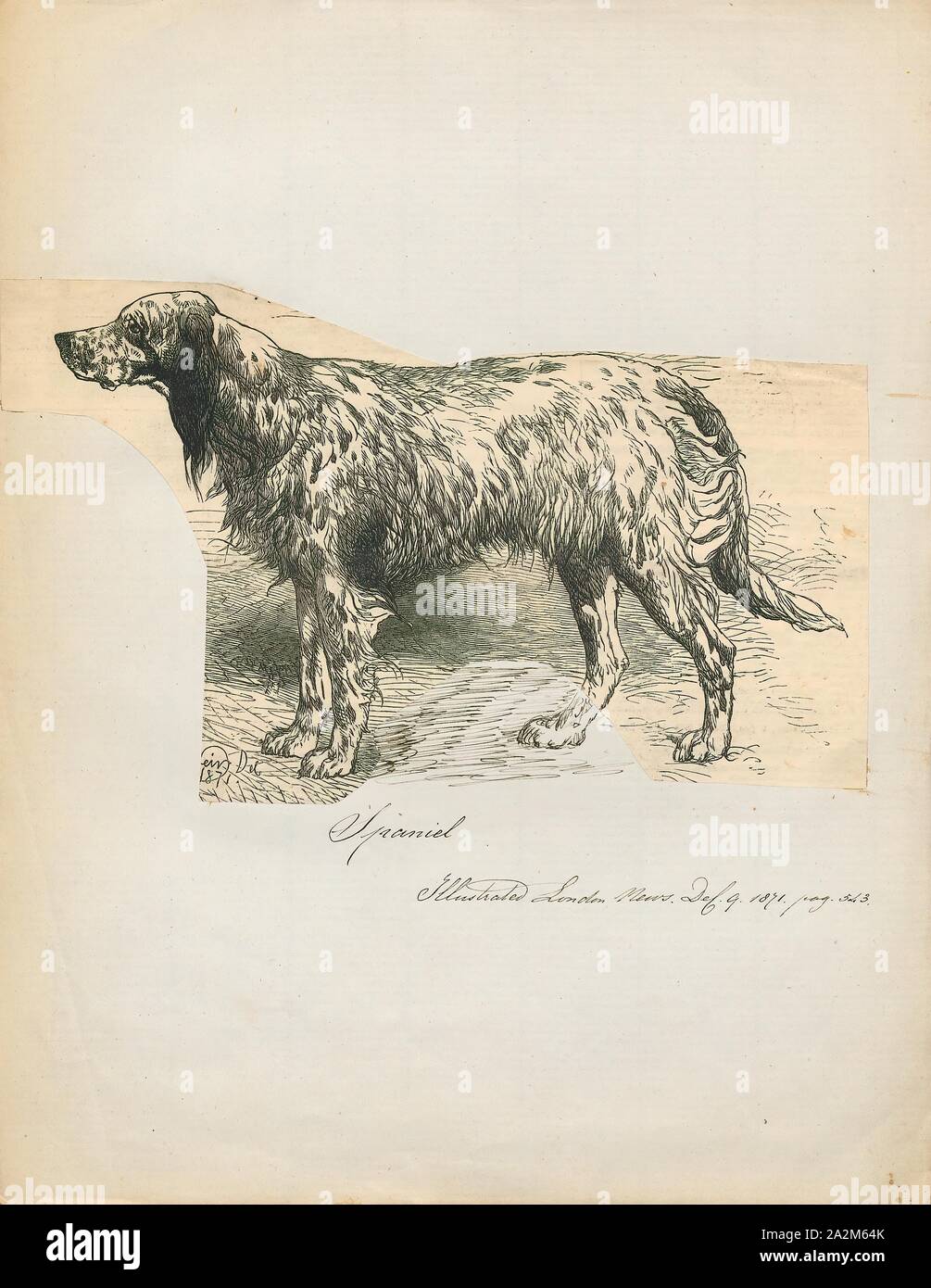 Canis lupus familiaris, Print, The domestic dog (Canis lupus familiaris ...