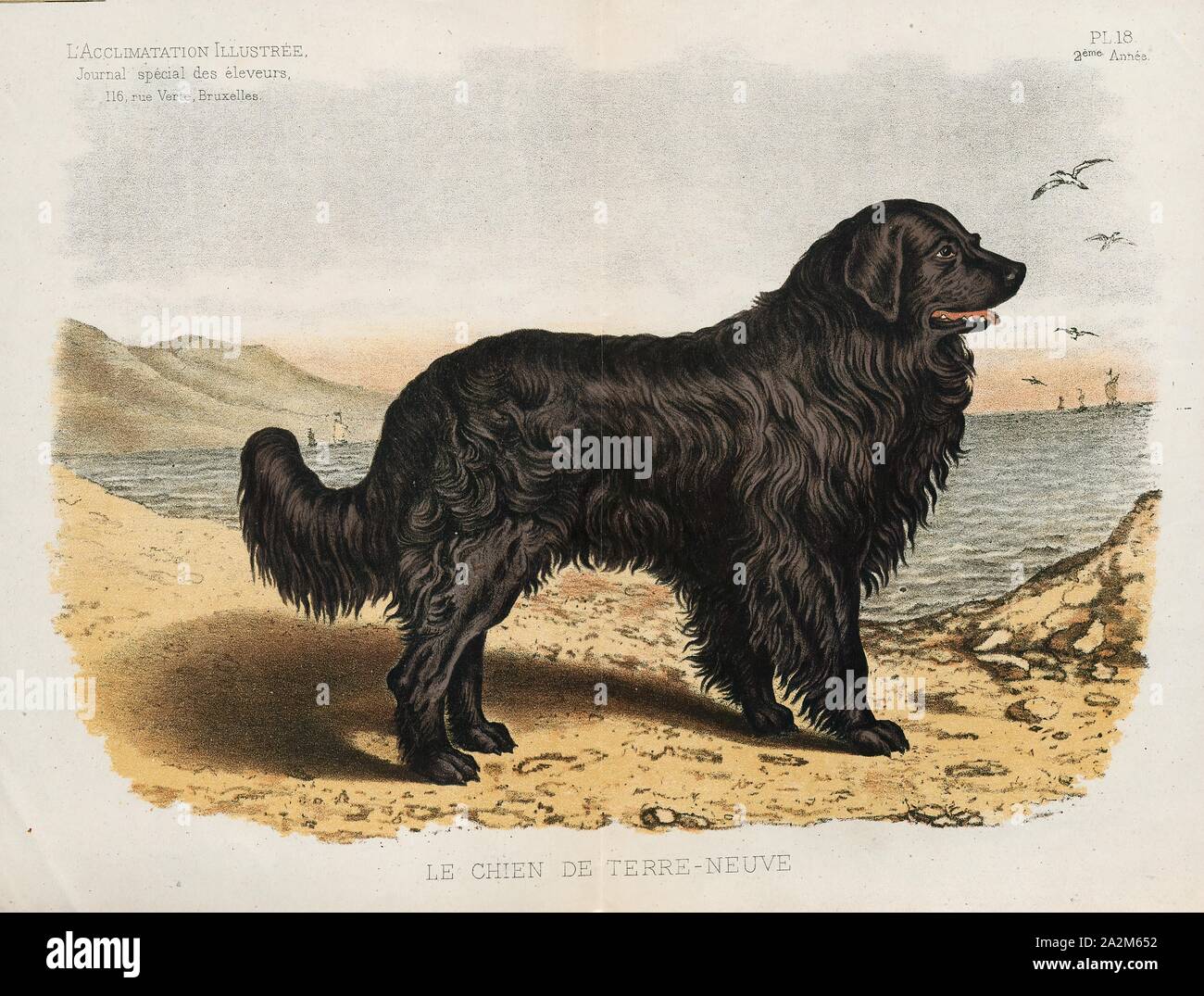 What Was The First Domestic Dog