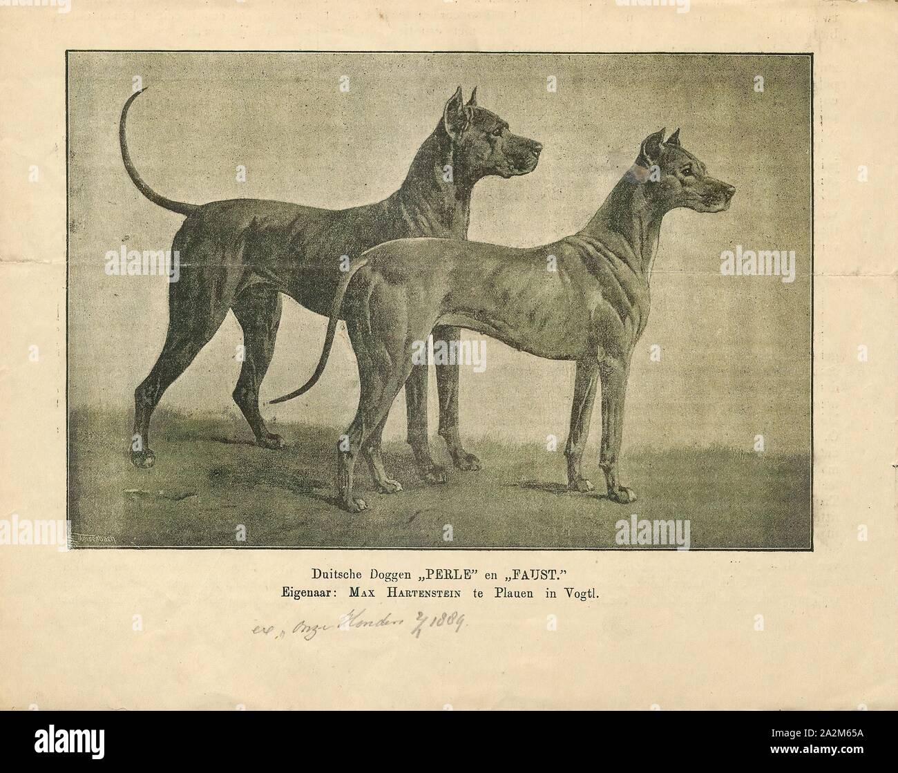 Canis lupus familiaris, Print, The domestic dog (Canis lupus familiaris ...