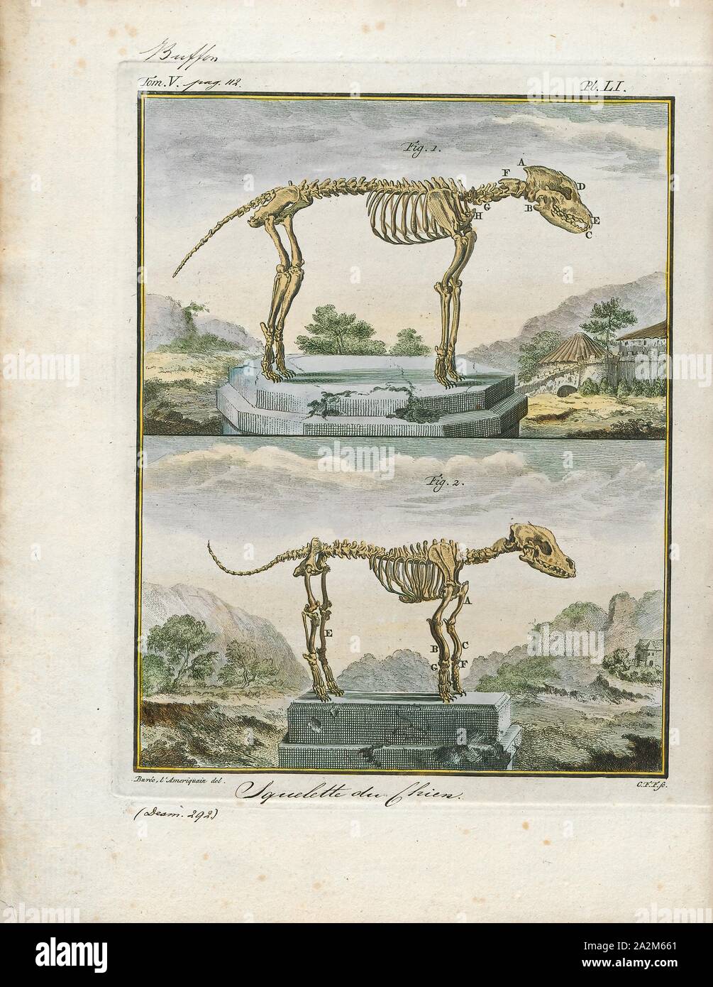 Canis lupus familiaris, Print, The domestic dog (Canis lupus familiaris ...