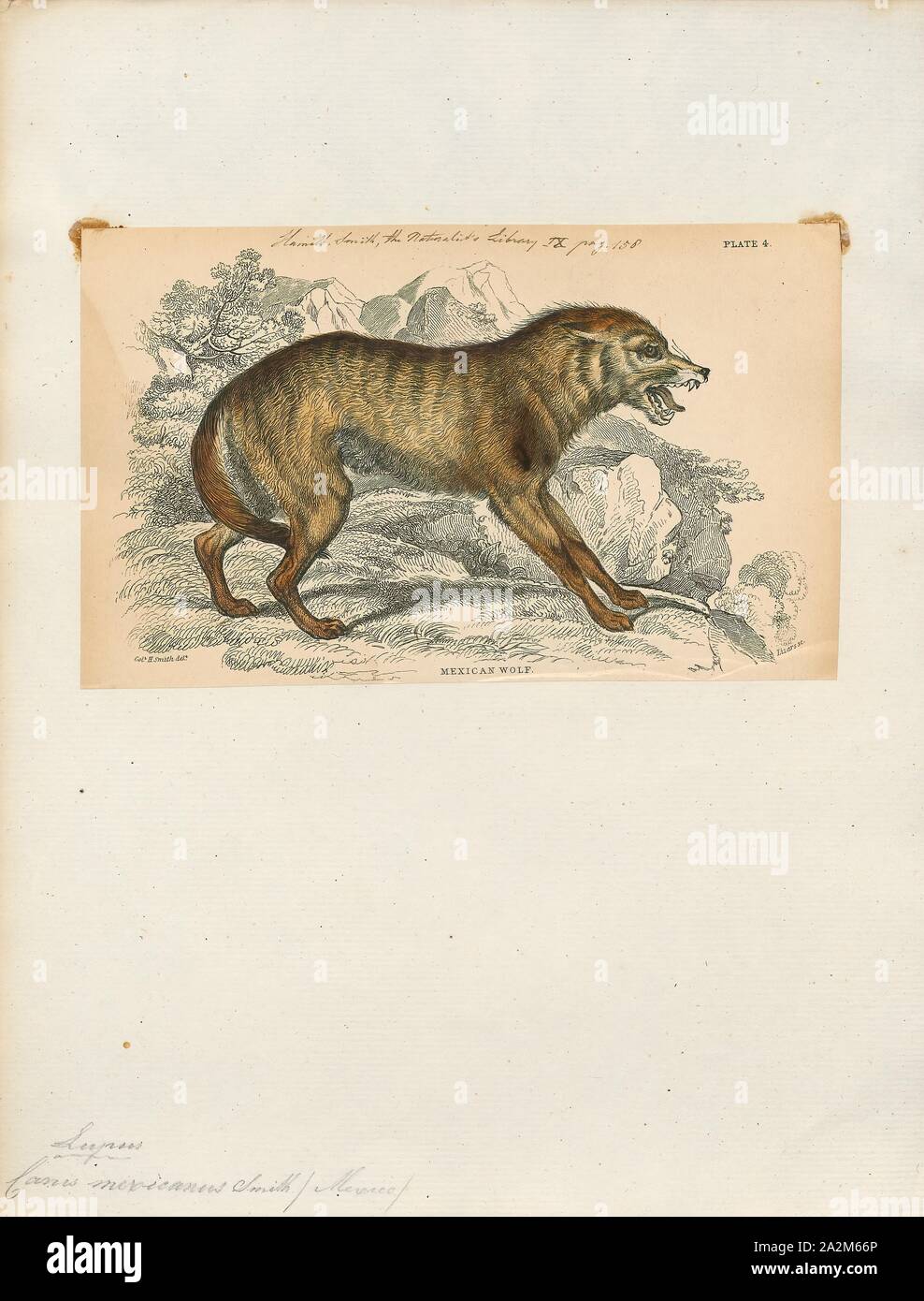 Canis mexicanus, Print, Canis is a genus of the Canidae containing ...