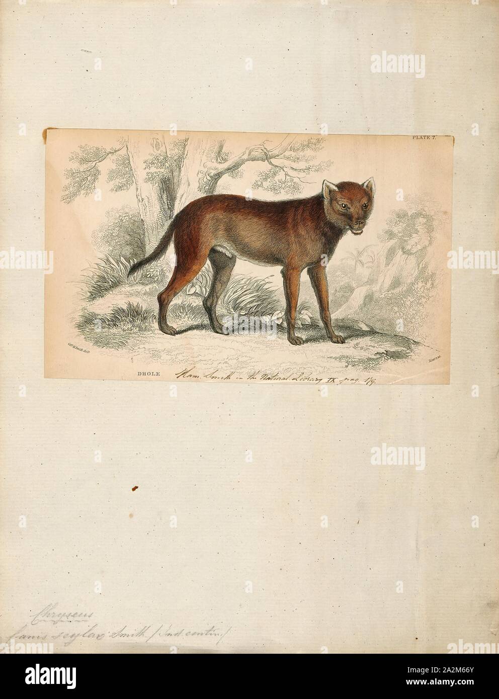 Canis scylax, Print, Canis is a genus of the Canidae containing ...