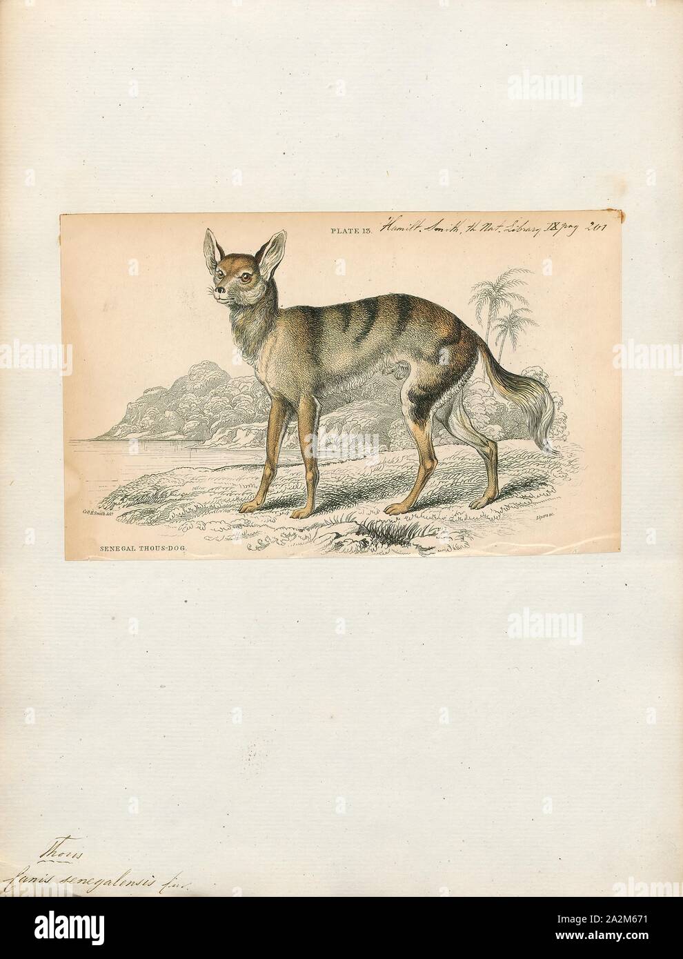 Canis senegalensis hi-res stock photography and images - Alamy