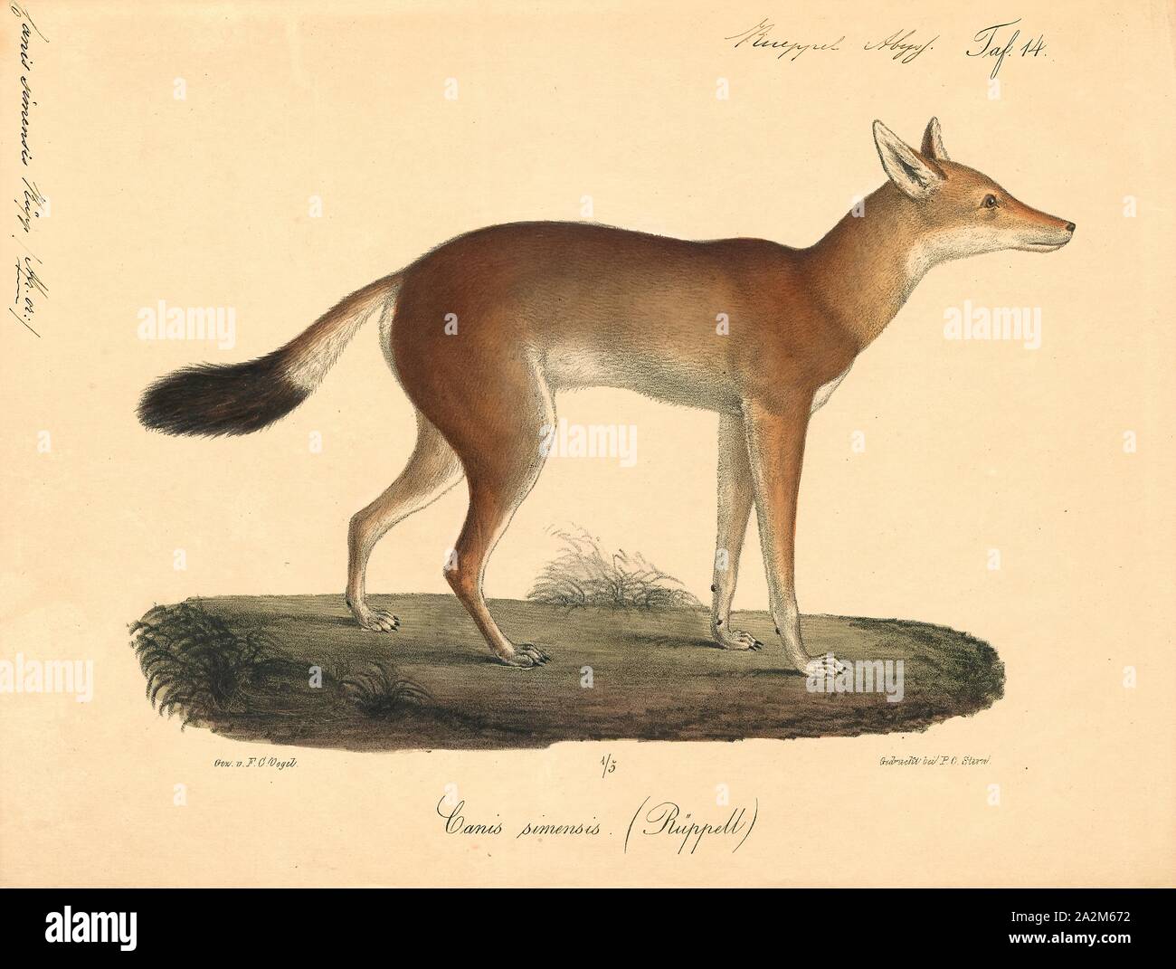 Canis simensis, Print, Ethiopian Wolf, 1835 Stock Photo - Alamy