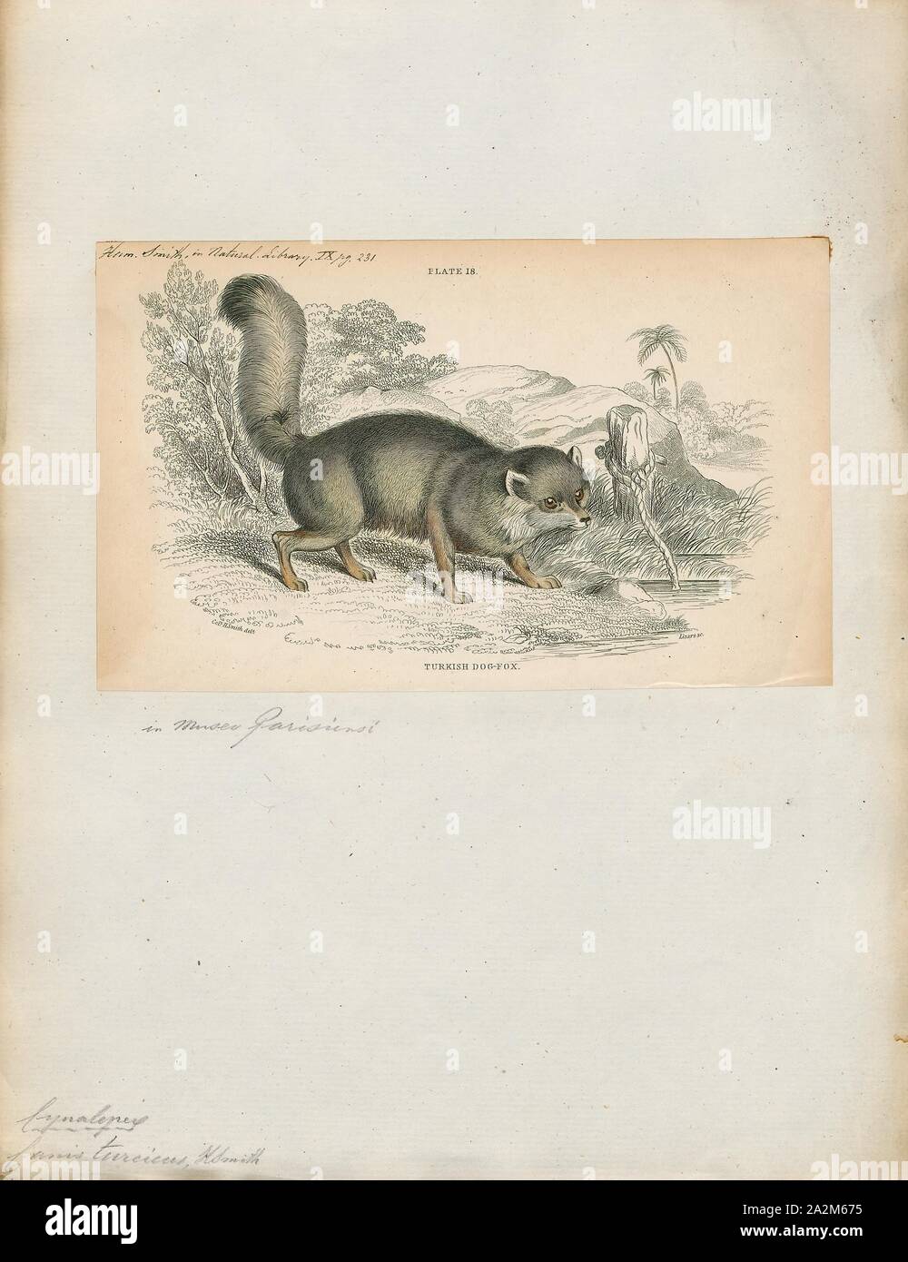 Canis turcicus, Print, Canis is a genus of the Canidae containing ...