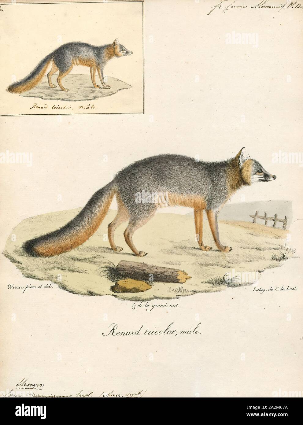 Canis virginianus, Print, Canis is a genus of the Canidae containing ...