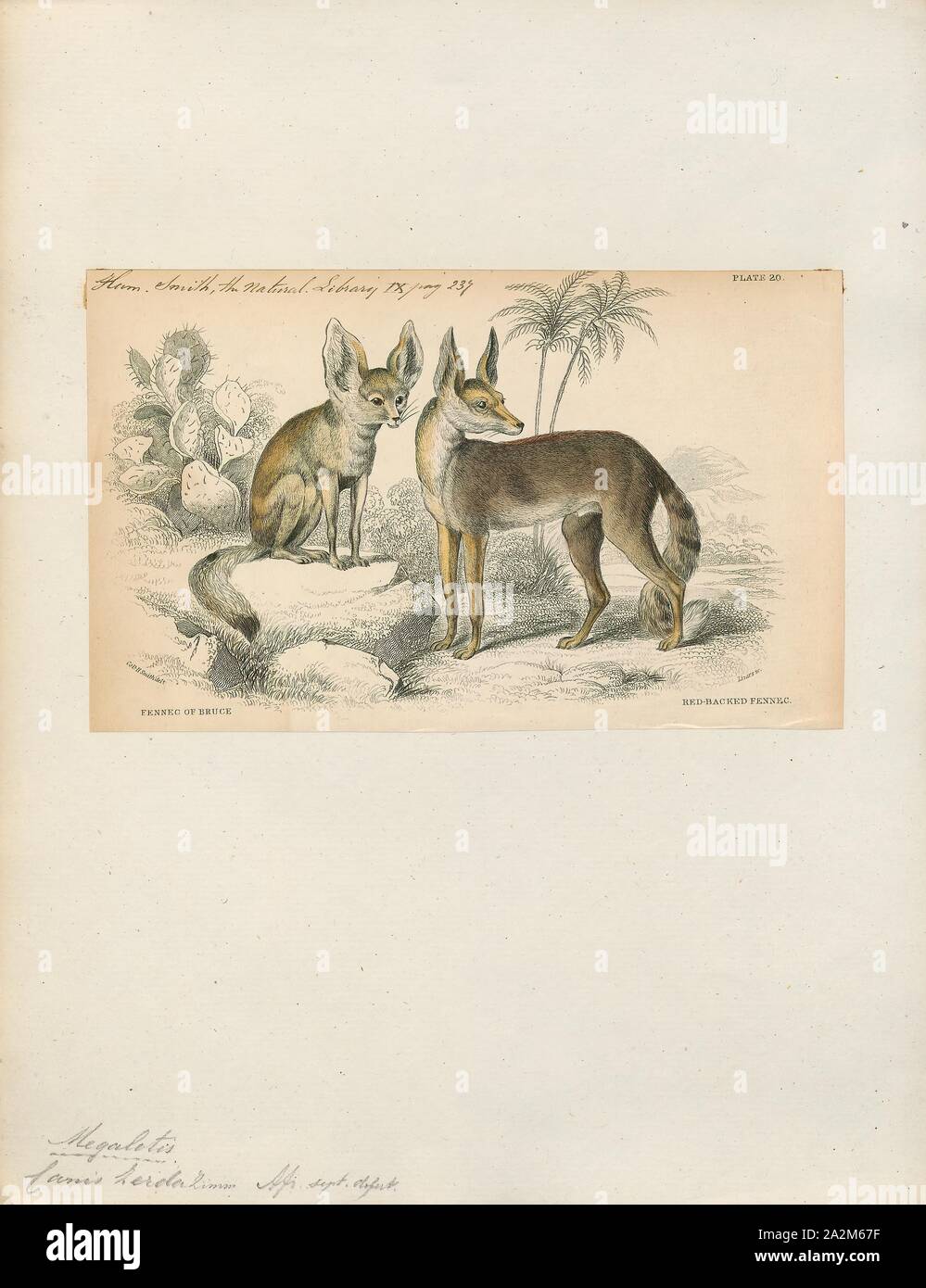 Canis zerda, Print, Canis is a genus of the Canidae containing multiple ...