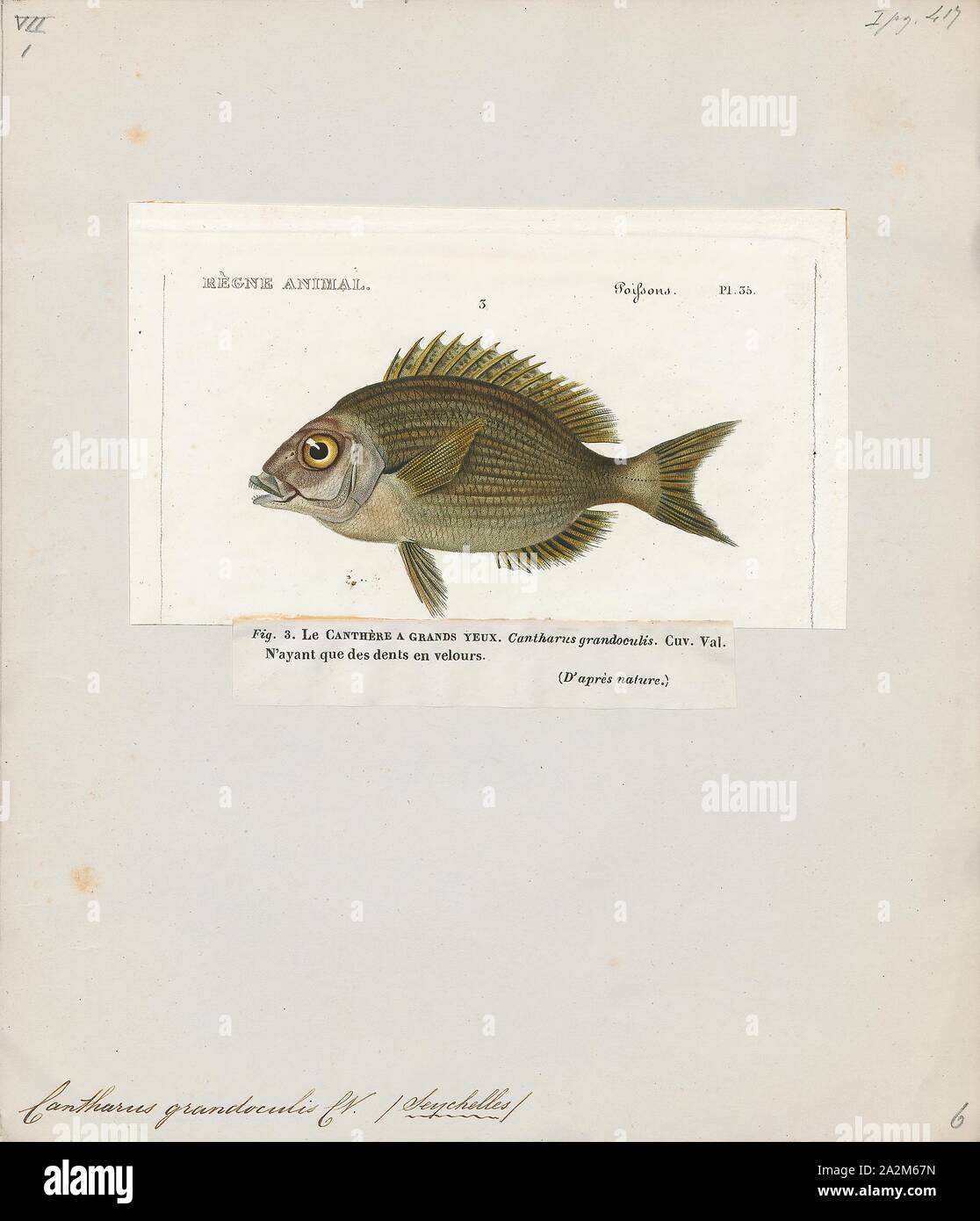 Pisaniidae hi-res stock photography and images - Alamy