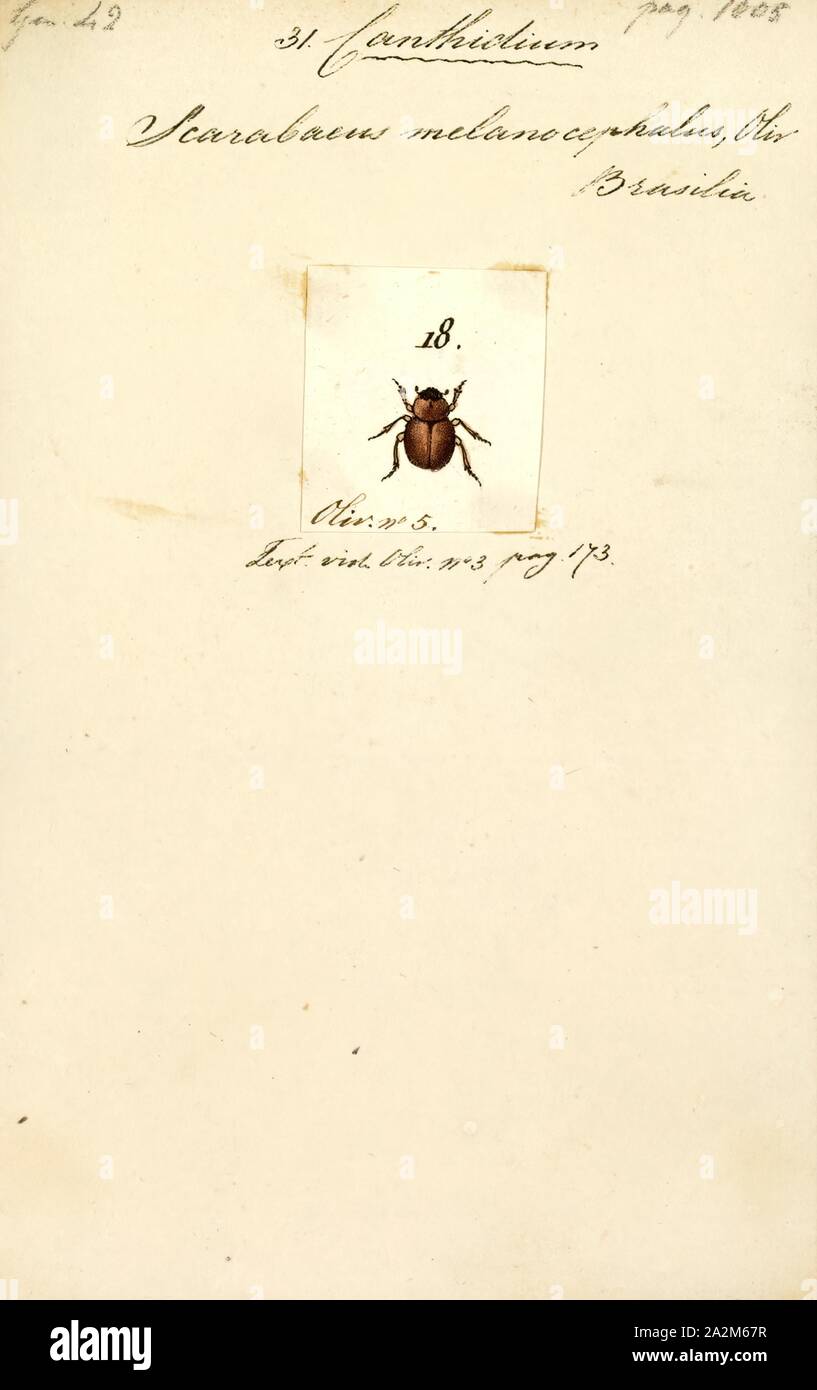 Canthidium, Print, Canthidium is a genus of dung beetles in the family ...