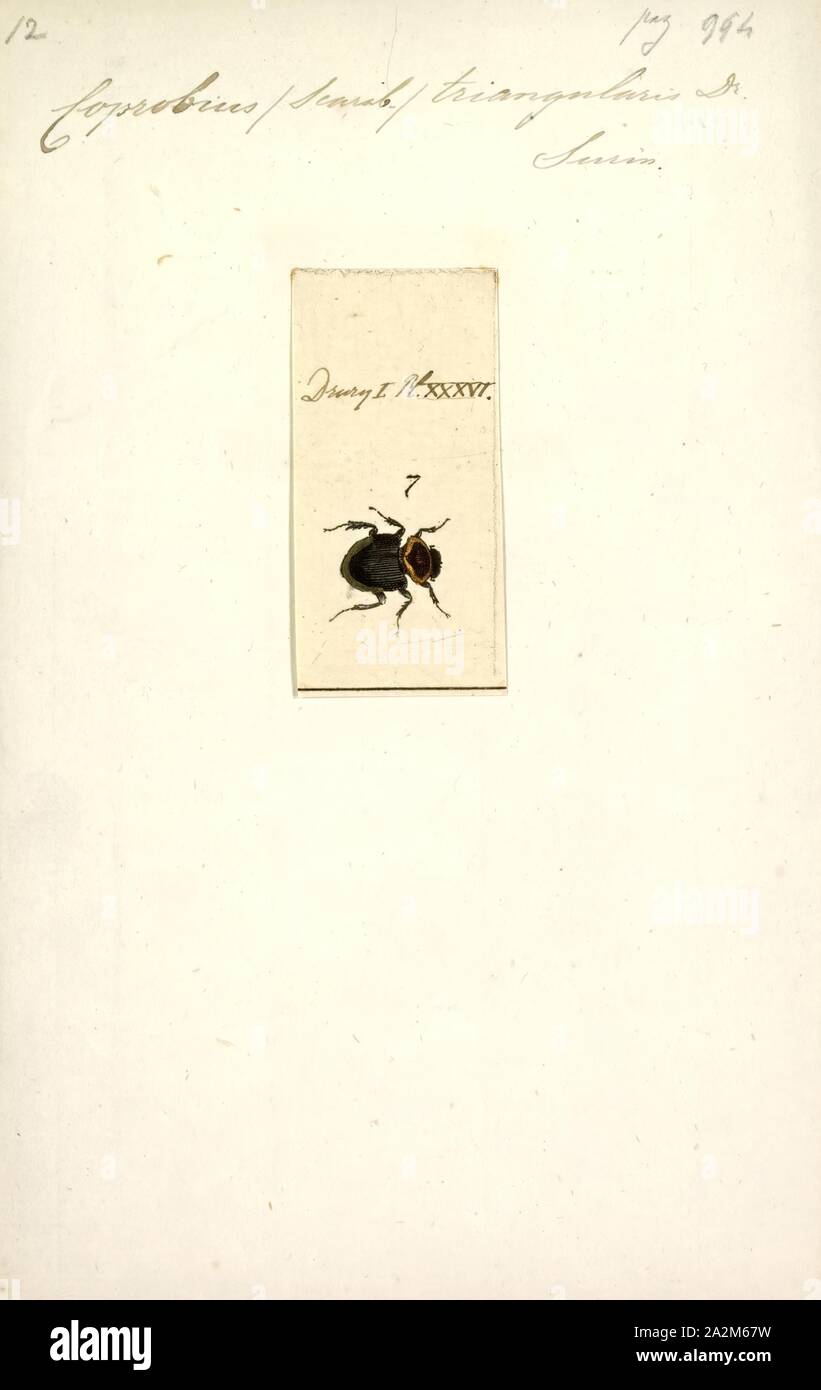Canthon, Print, Canthon, the tumblebugs, is a genus of Scarabaeidae or ...