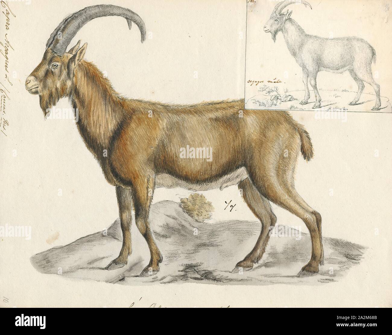 Capra aegagrus, Print, The wild goat (Capra aegagrus) is a wild goat ...