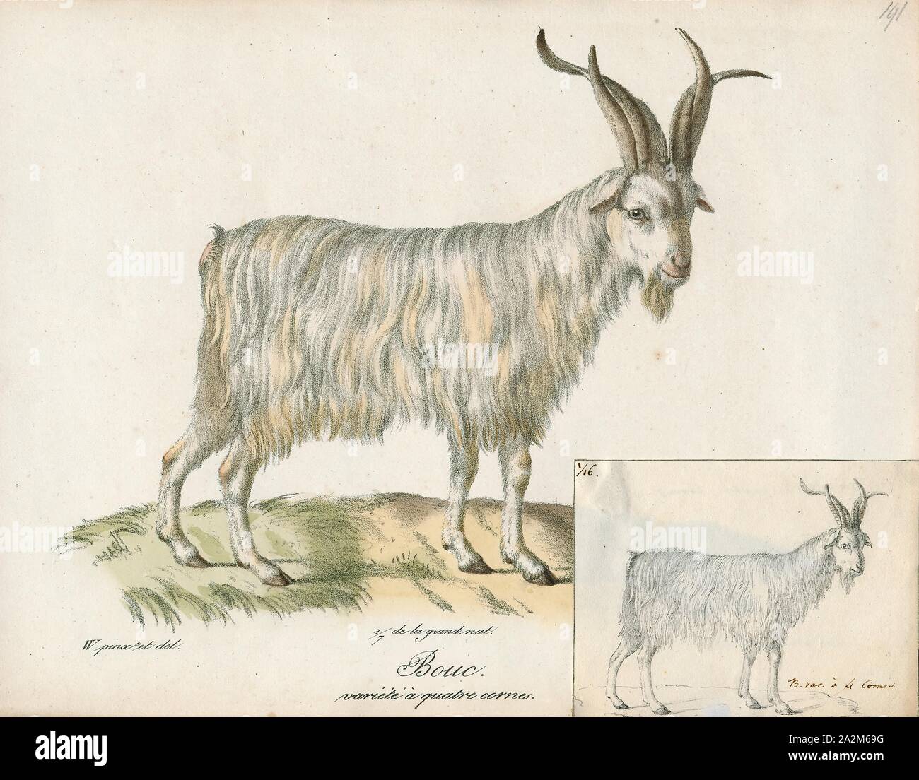 Goats are one of the oldest domesticated species hi-res stock ...