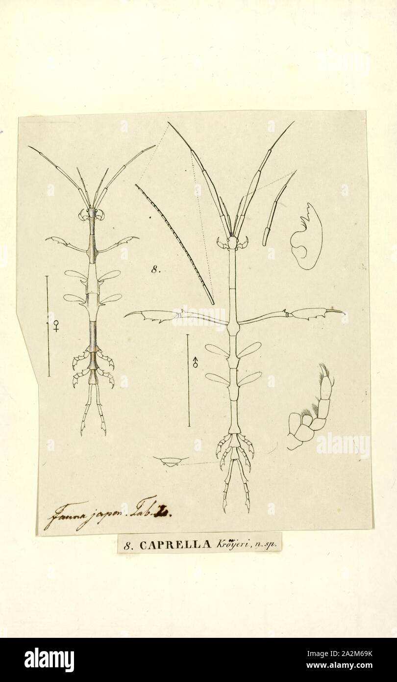 Caprella kroyeri, Print, Caprella bathytatos, Caprella mendax, Caprella ...