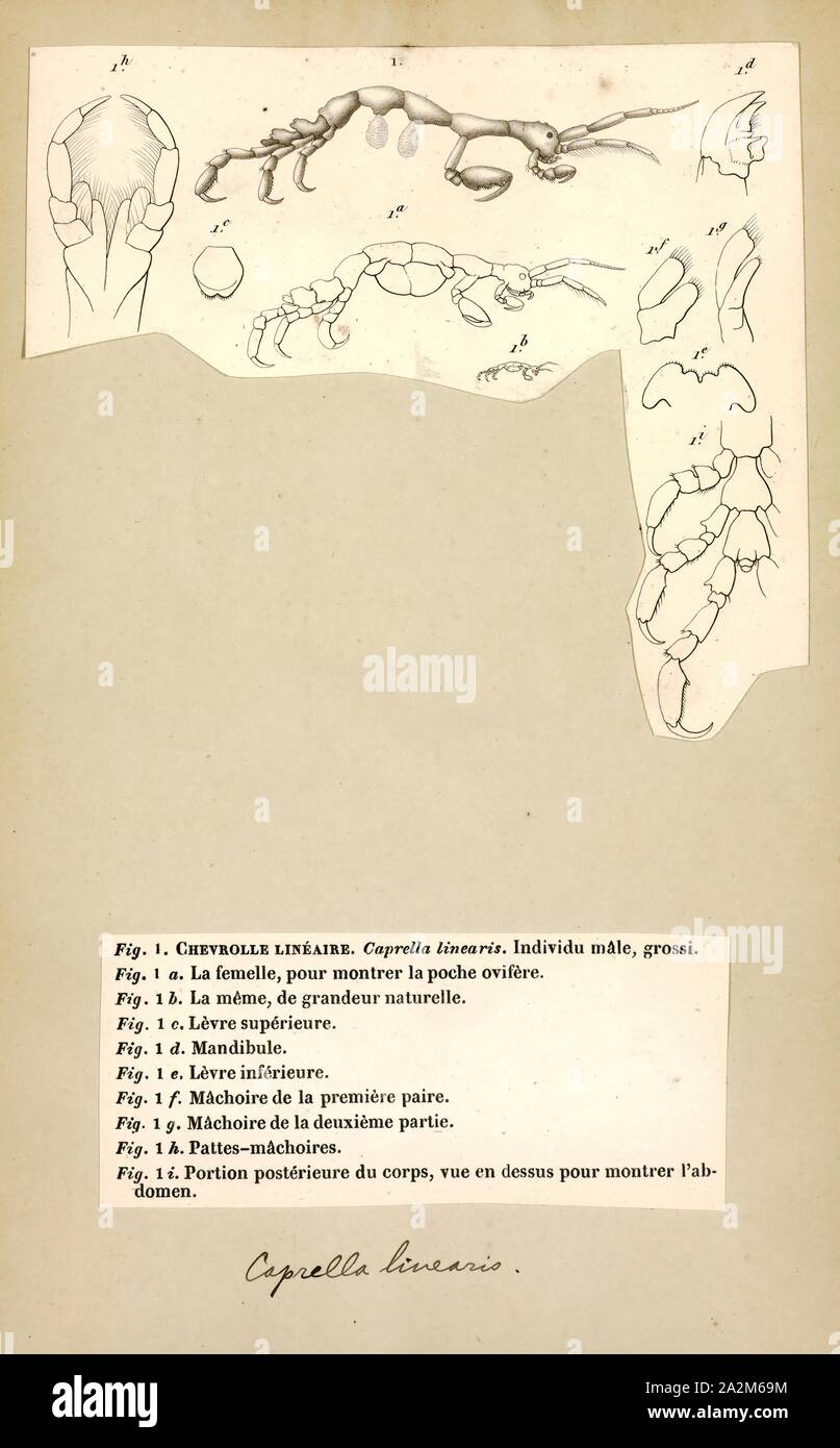 Caprella linearis, Print, Caprella linearis (linear skeleton shrimp) is ...