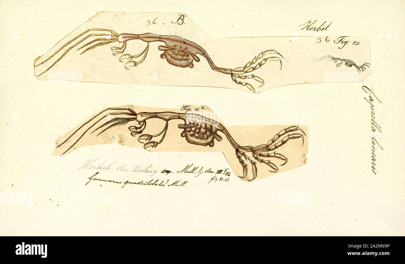 Caprella septentrionalis skeleton shrimp hi-res stock photography and ...