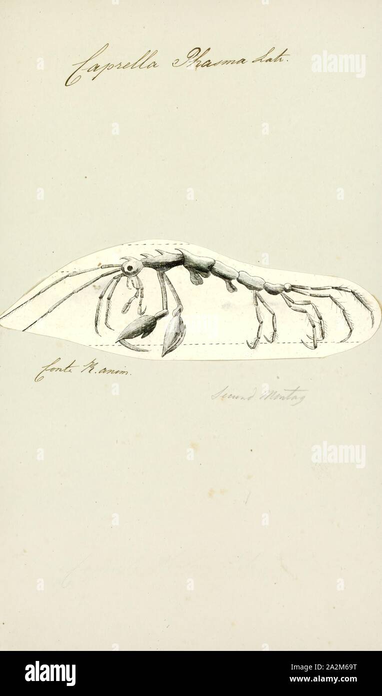 Caprella mendax hi-res stock photography and images - Alamy