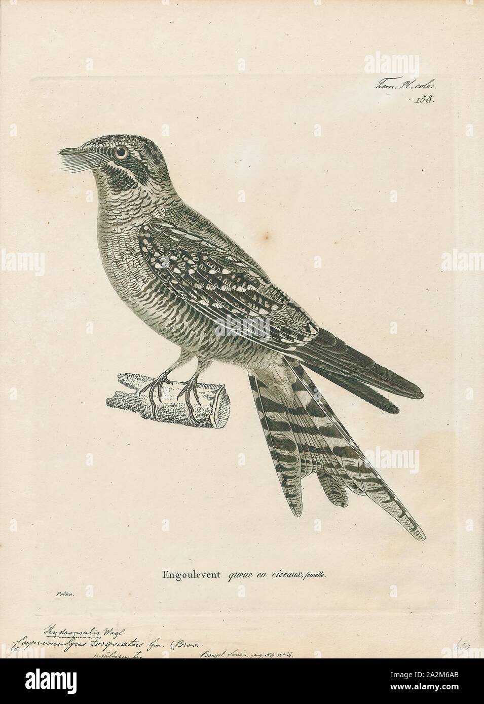 Caprimulgus torquatus hi-res stock photography and images - Alamy