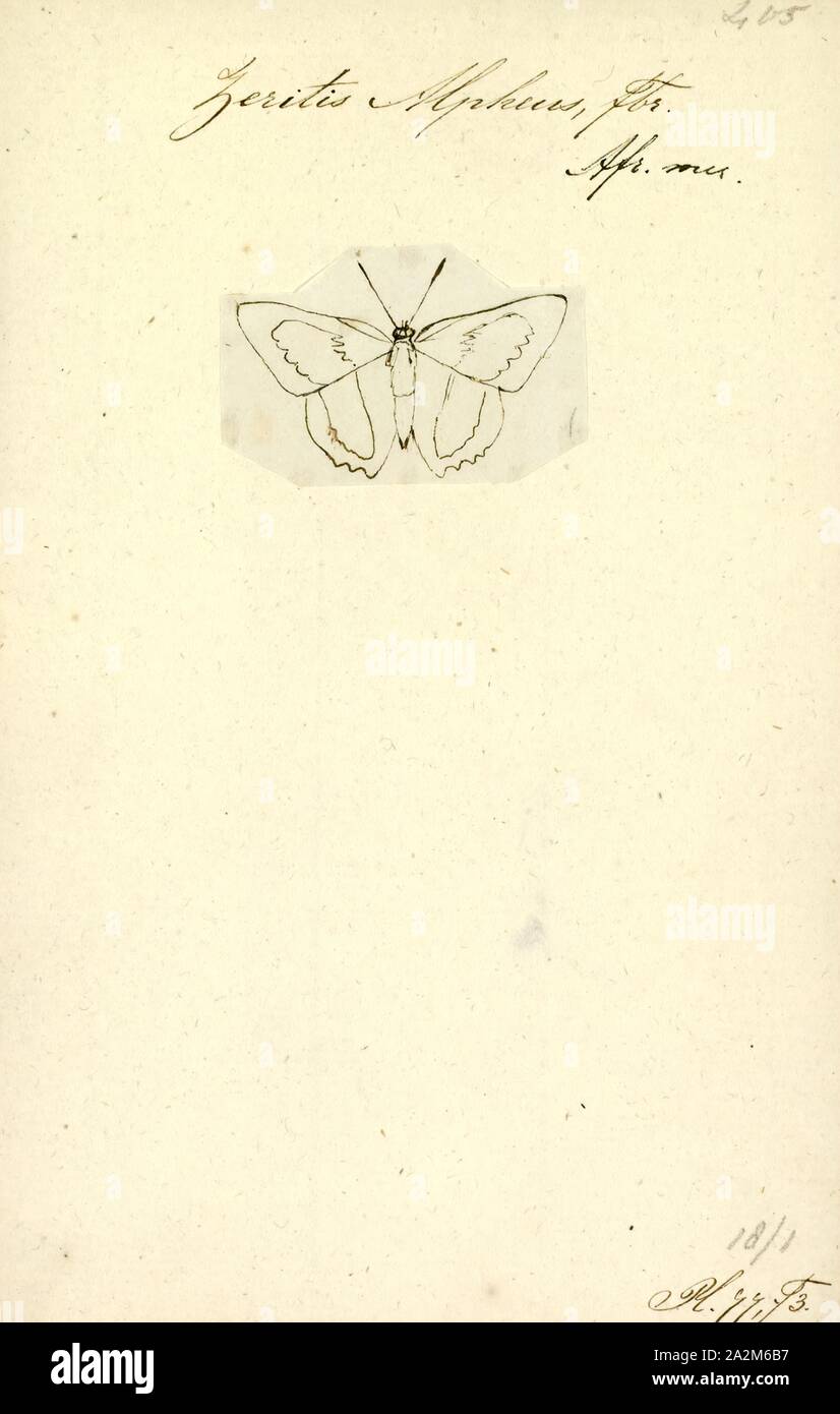 Capys hi-res stock photography and images - Alamy