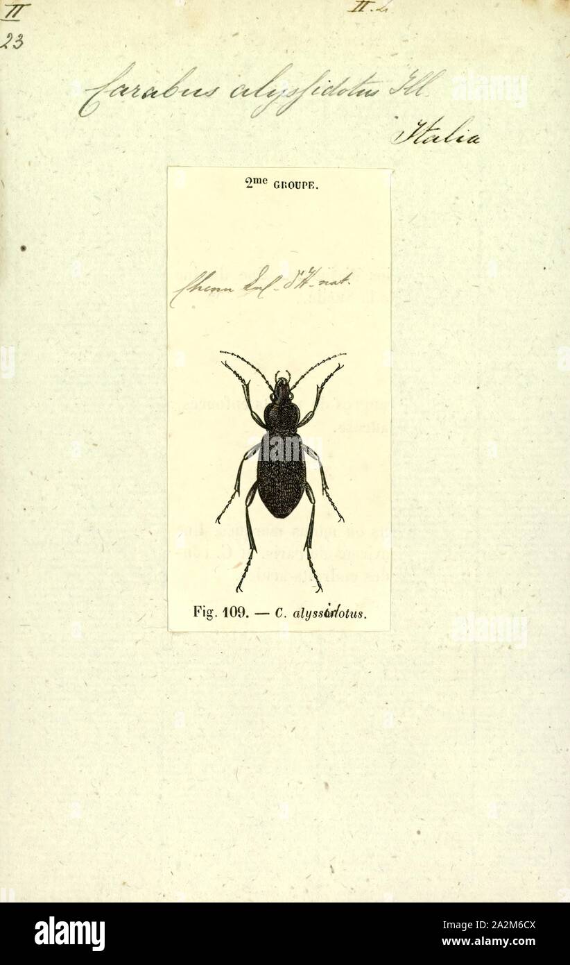 Carabus, Print, Carabus is a genus of beetle in family Carabidae. The ...