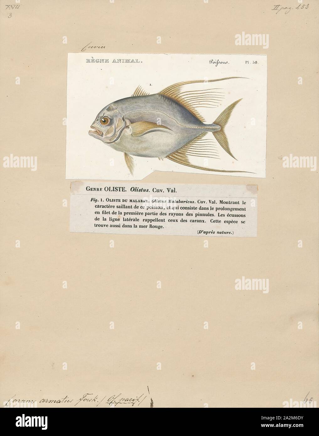 Caranx armatus, Print, Caranx is a genus of tropical to subtropical ...