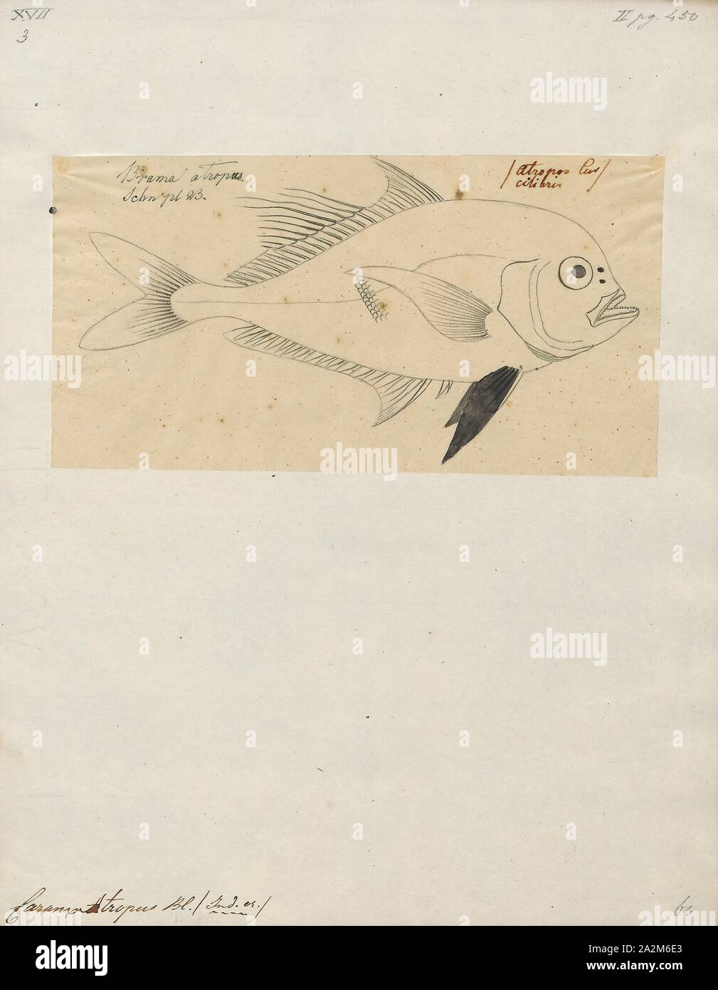 Jack Family Carangidae High Resolution Stock Photography and Images - Alamy