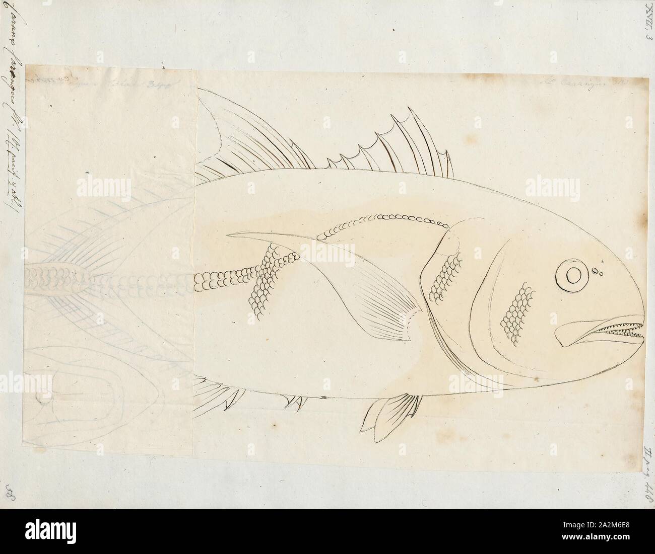 Caranx carangus, Print, Caranx is a genus of tropical to subtropical ...