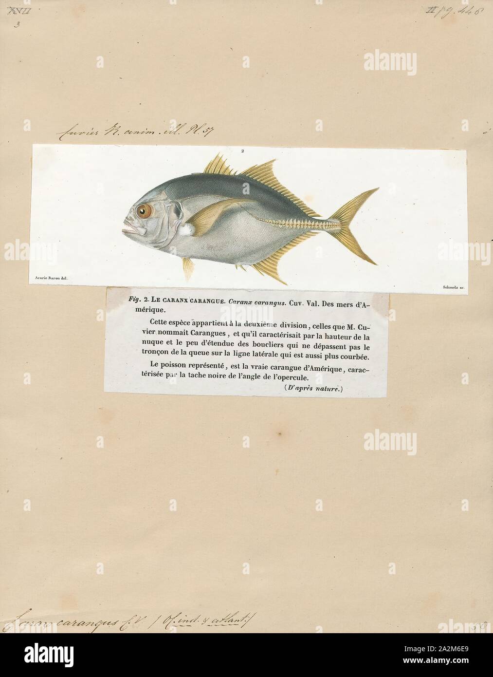 Specific gill raker hi-res stock photography and images - Alamy