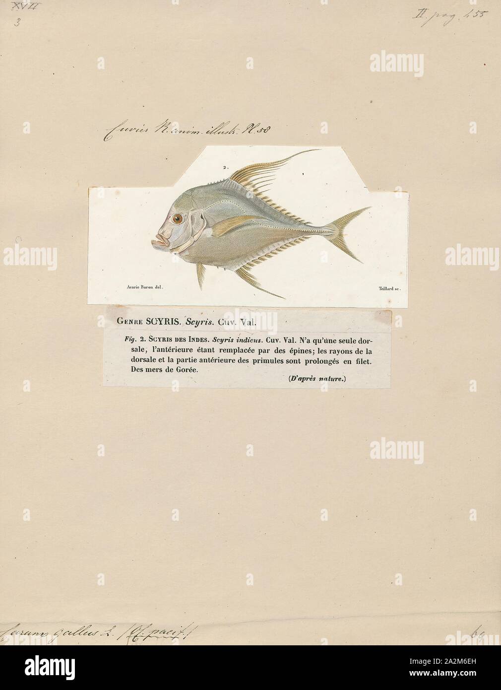 Caranx gallus, Print, The Indian threadfish (Alectis indica), also ...