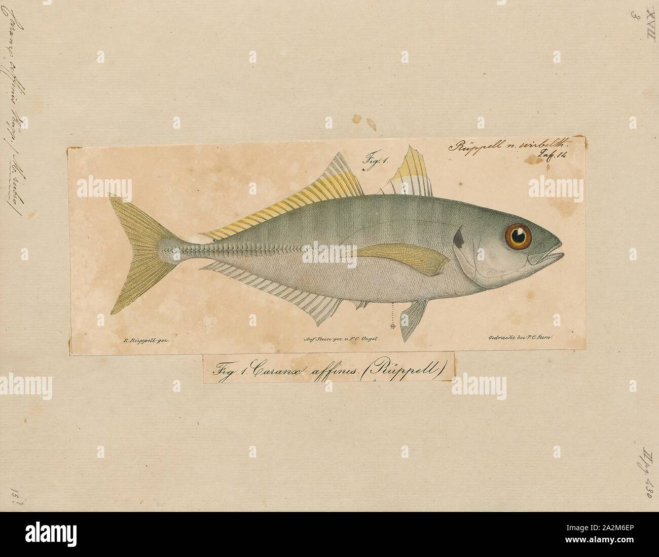 Caranx hasseltii, Print, Caranx is a genus of tropical to subtropical ...