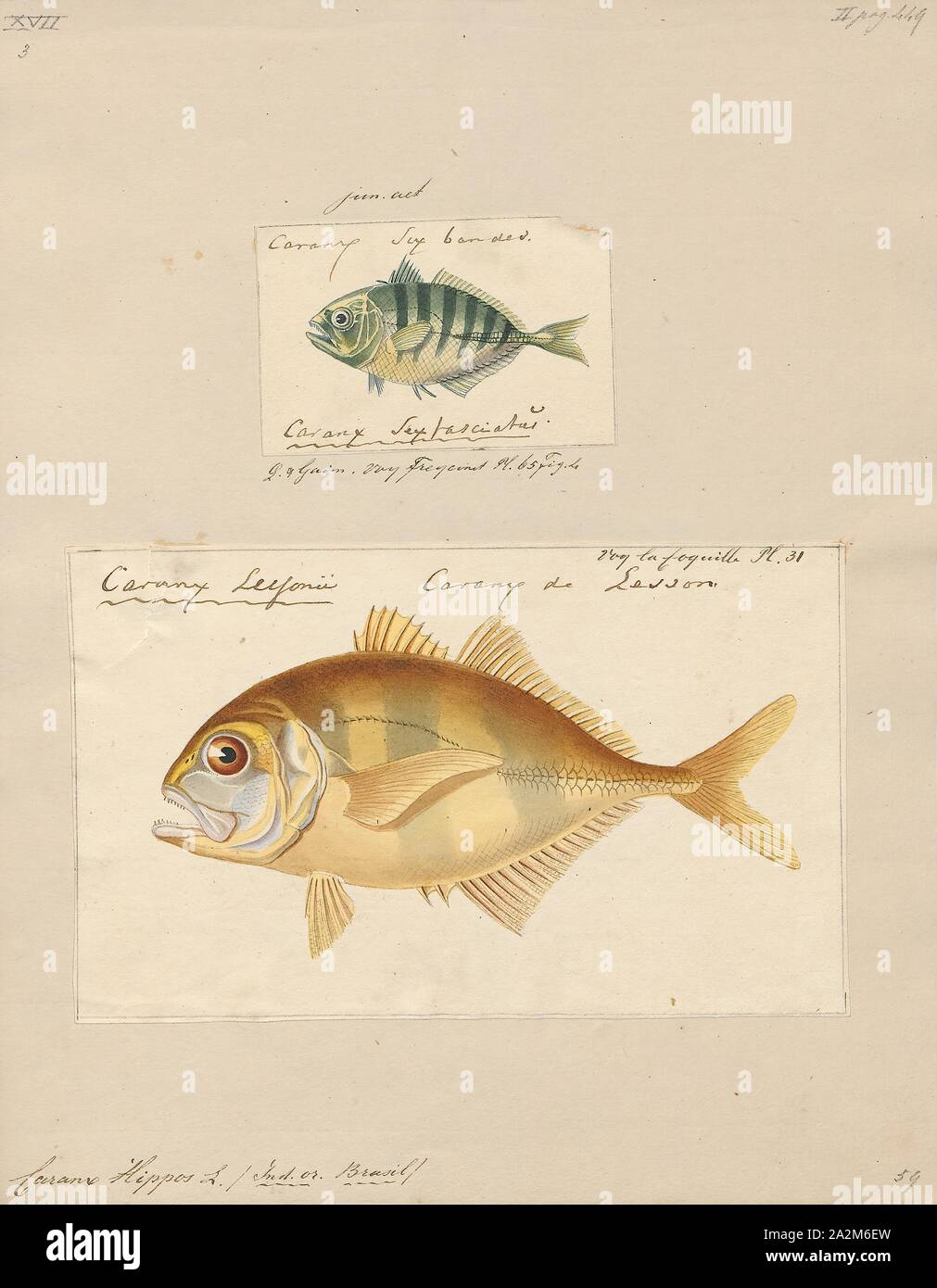 Jack crevale hi-res stock photography and images - Alamy