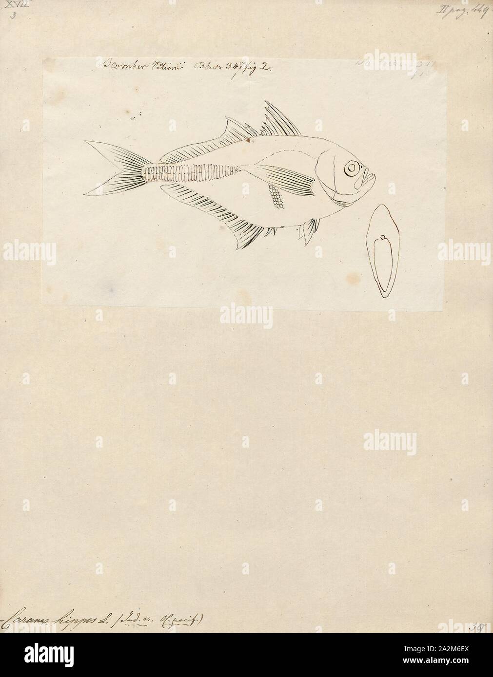 Jack crevale hi-res stock photography and images - Alamy