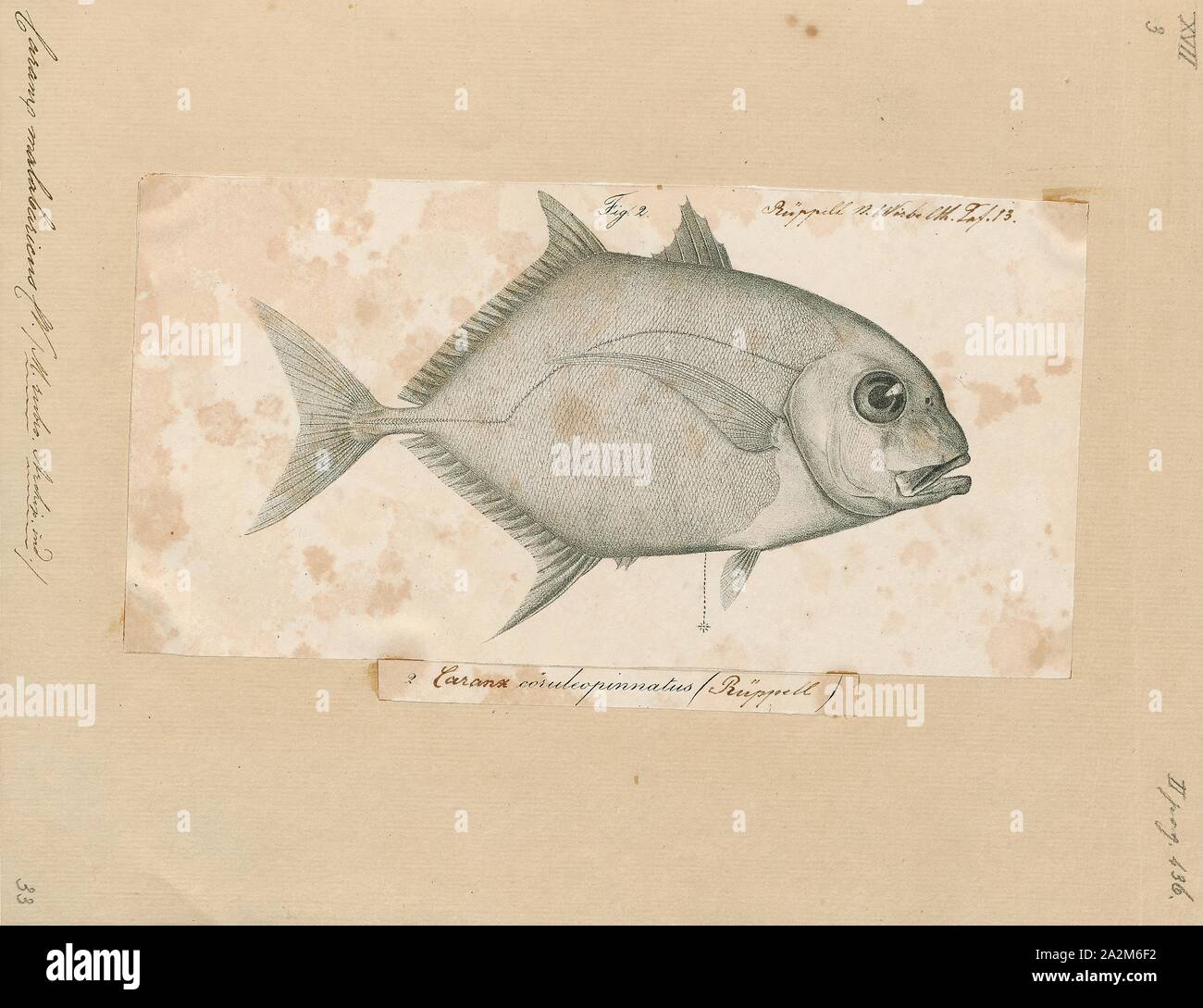 Caranx malabaricus hi-res stock photography and images - Alamy