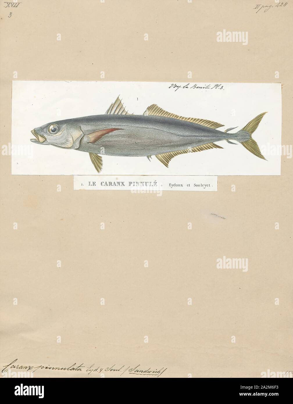 Caranx pinnulatus hi-res stock photography and images - Alamy