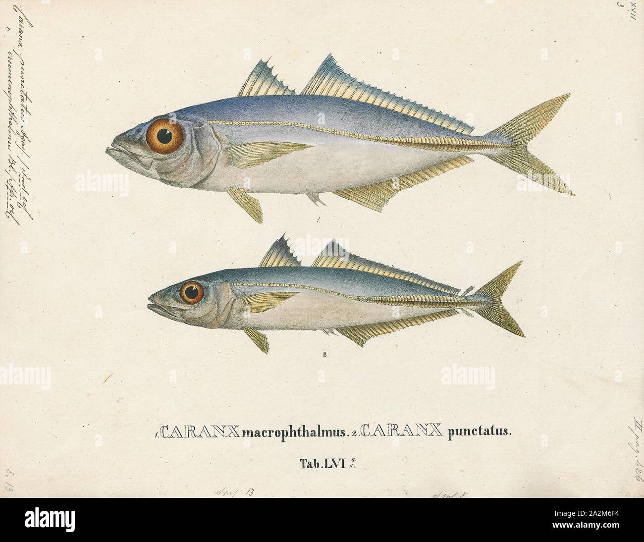 Round scad hi-res stock photography and images - Alamy