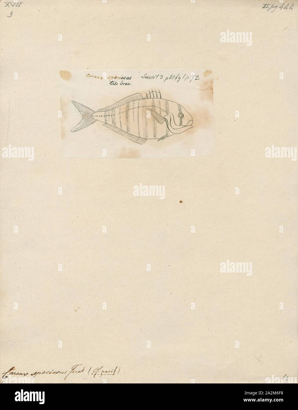 Specific gill raker hi-res stock photography and images - Alamy