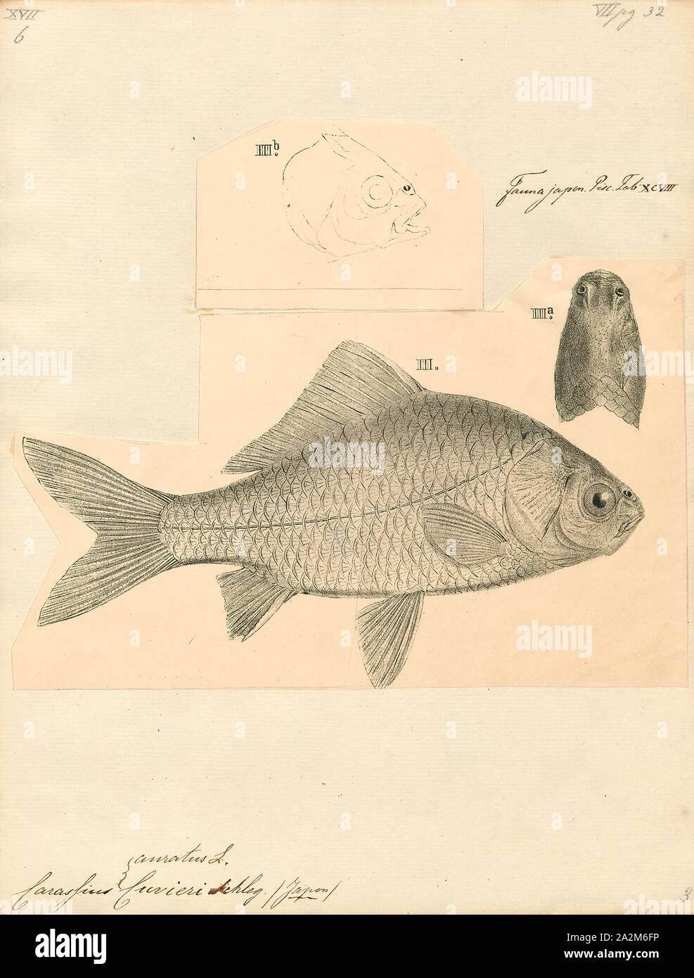 Carassius auratus, Print, The goldfish (Carassius auratus) is a ...